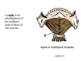 Basics of muscles and bones in human anatomy for medical students | PPTX