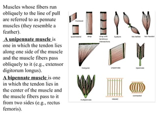 Basics of muscles and bones in human anatomy for medical students | PPT