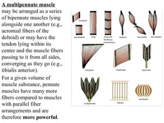 Basics of muscles and bones in human anatomy for medical students | PPT
