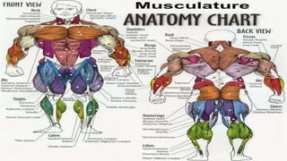 Muscles and excercise.pptx