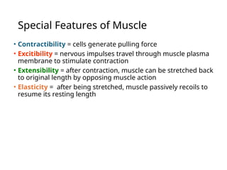 Presentation on Muscles and Joints for Medical Purposes | PPT