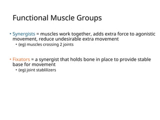 Presentation on Muscles and Joints for Medical Purposes | PPT