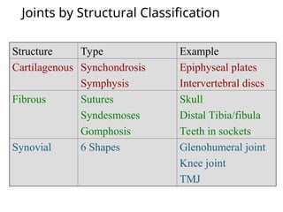 Presentation on Muscles and Joints for Medical Purposes | PPT