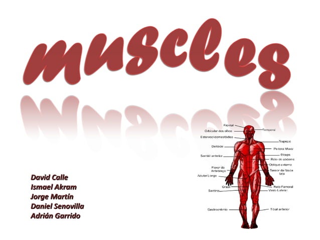 Muscles and movement | PPT