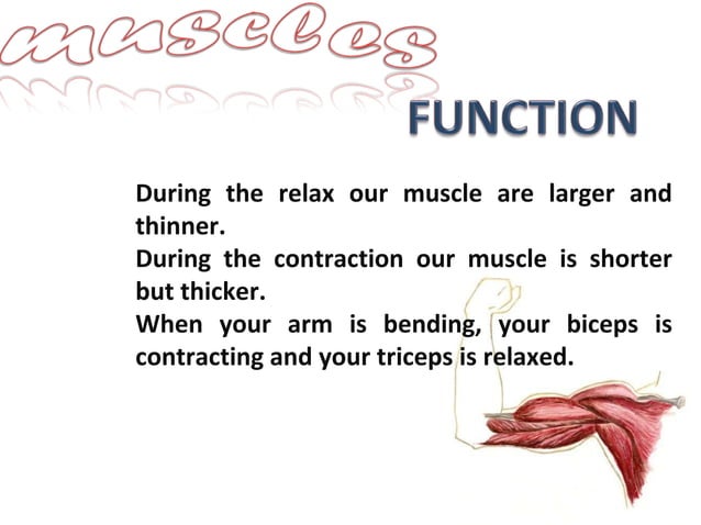 Muscles and movement | PPT