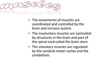 Muscles and movement | PPT