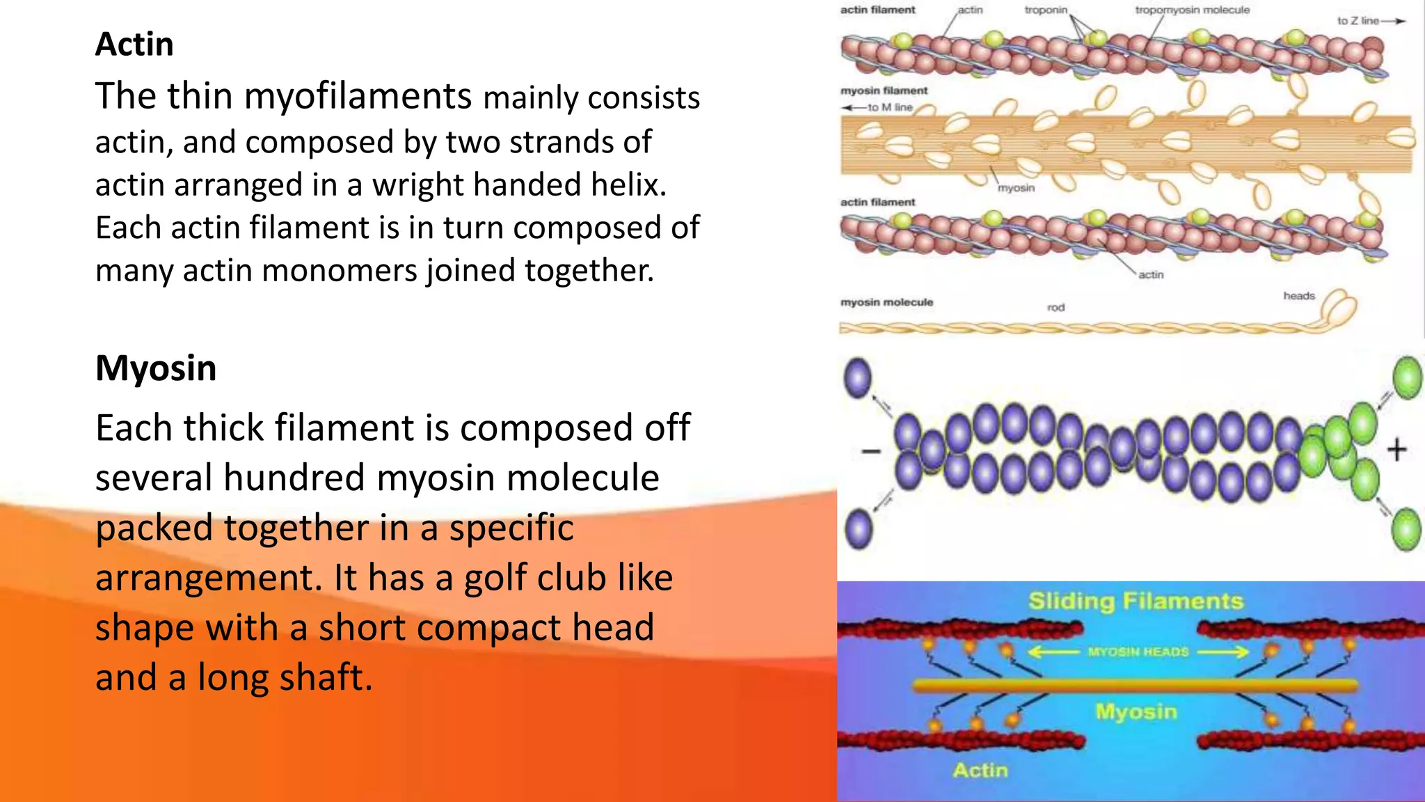 Muscles and Muscle Tissue | PPTX