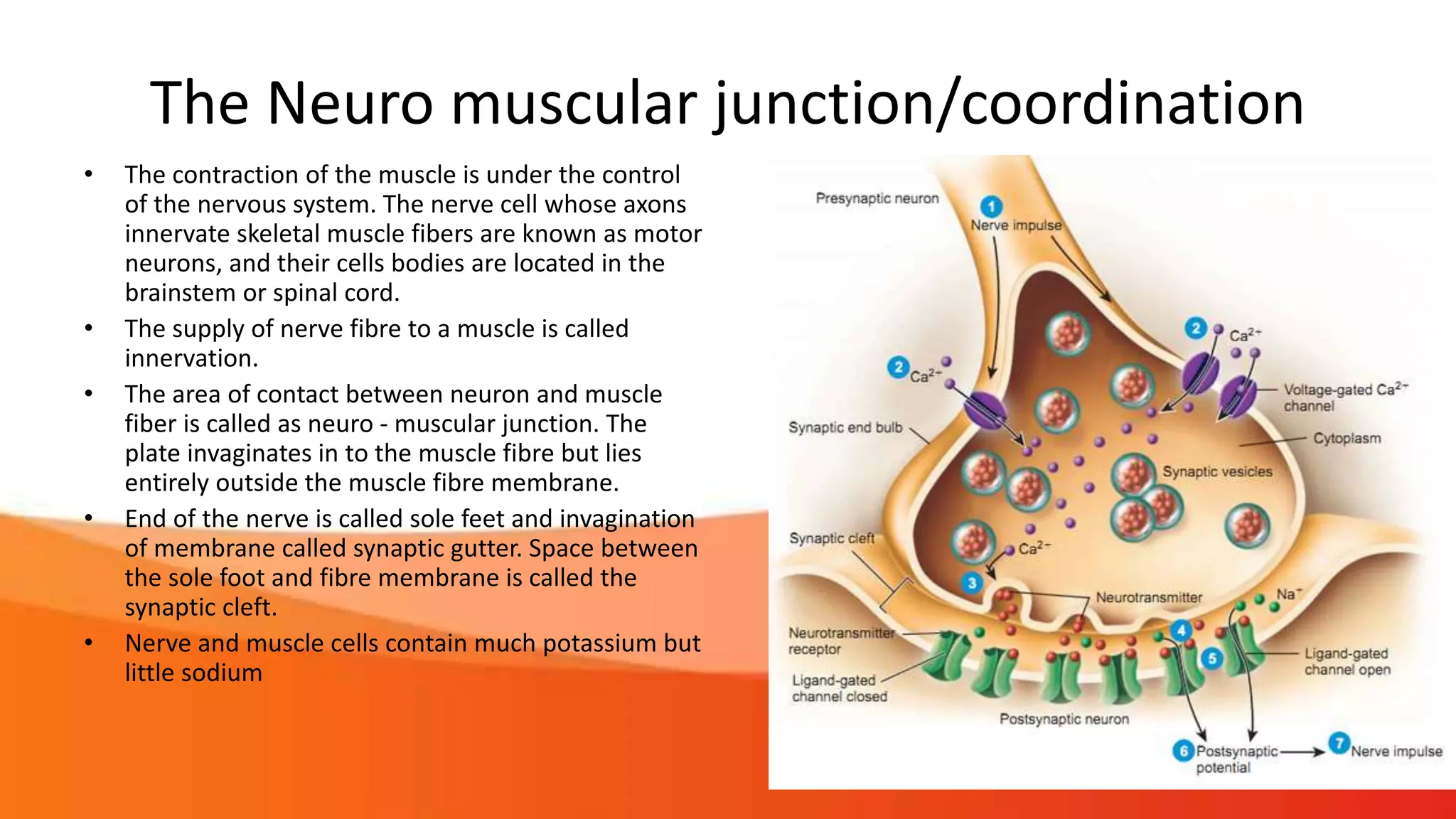 Muscles and Muscle Tissue | PPTX