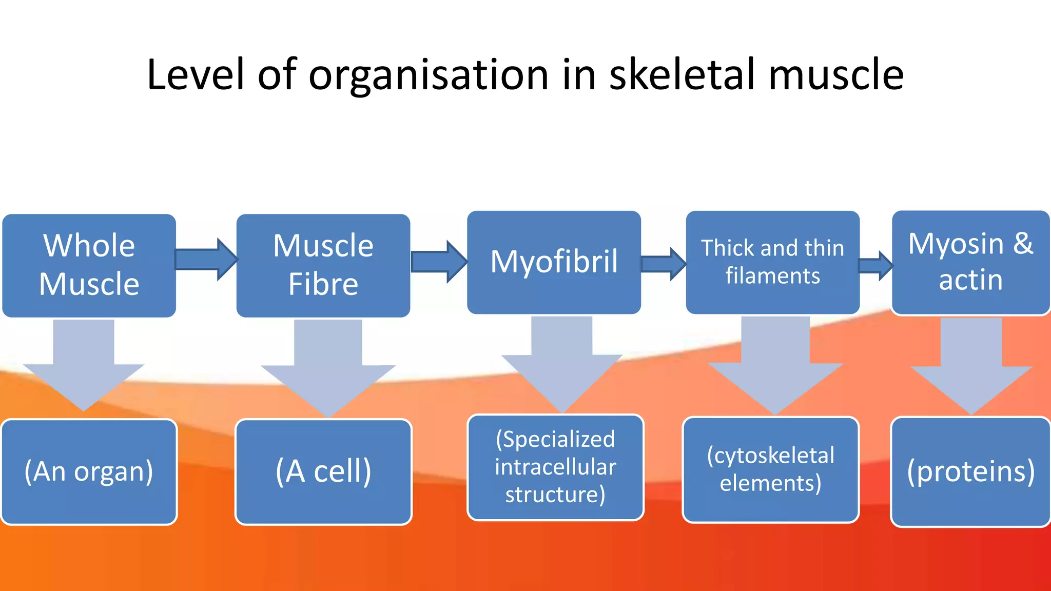 Muscles and Muscle Tissue | PPT