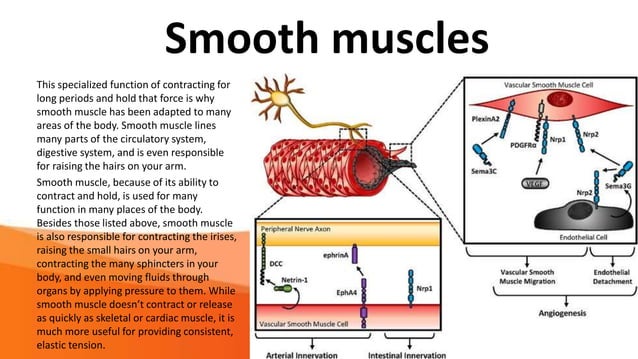 Muscles and Muscle Tissue | PPT