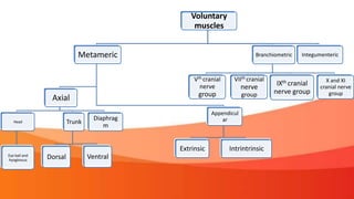 Muscles and Muscle Tissue | PPT