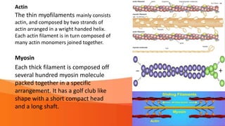 Muscles and Muscle Tissue | PPTX