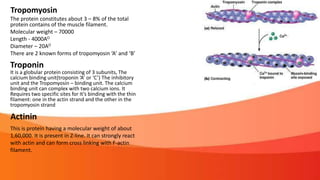Muscles and Muscle Tissue | PPT