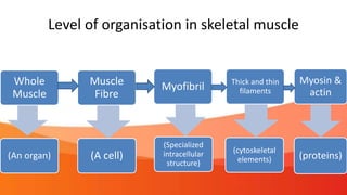Muscles and Muscle Tissue | PPT