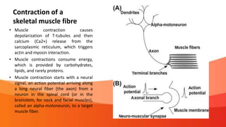 Muscles and Muscle Tissue | PPT