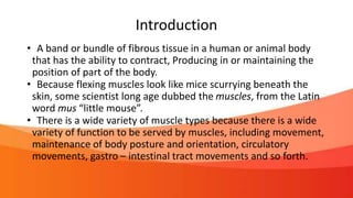 Muscles and Muscle Tissue | PPT