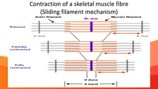 Muscles and Muscle Tissue | PPTX