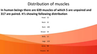 Muscles and Muscle Tissue | PPT