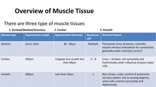 Muscles and Muscle Tissue | PPT