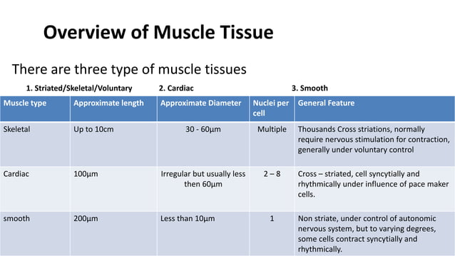 Muscles and Muscle Tissue | PPT
