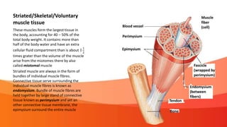 Muscles and Muscle Tissue | PPT