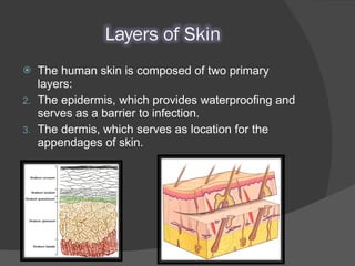 Muscles and skin | PPT