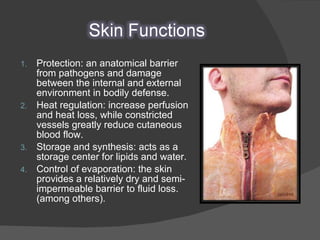 Muscles and skin | PPT