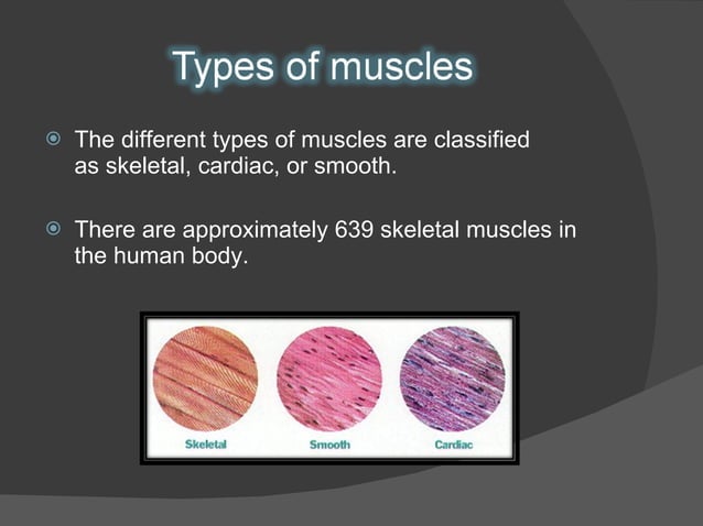 Muscles and skin | PPT