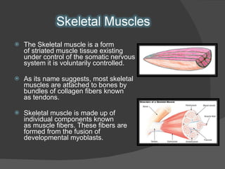 Muscles and skin | PPT