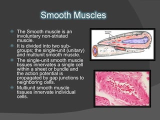 Muscles and skin | PPT