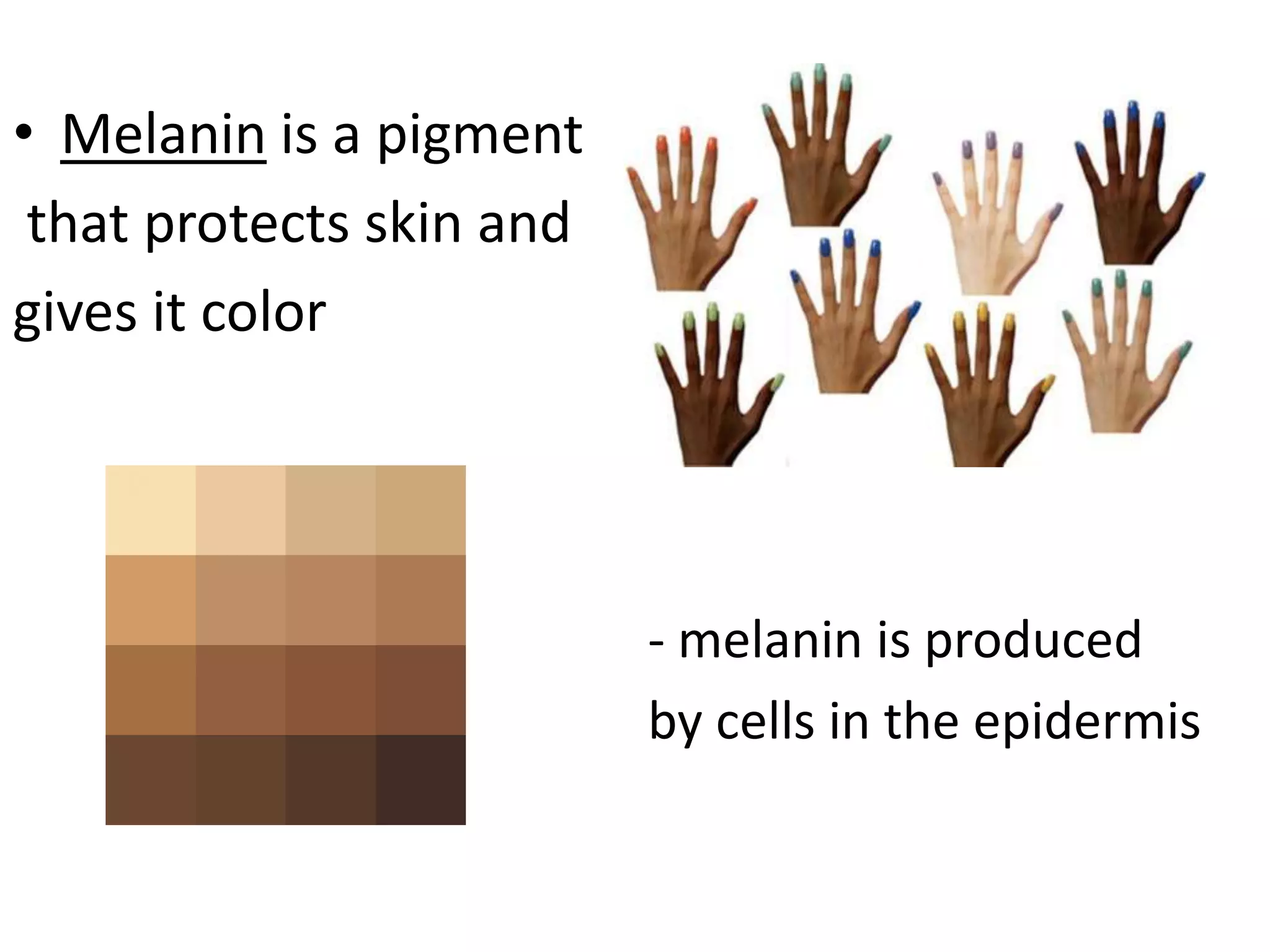 Muscle sand skin | PPT