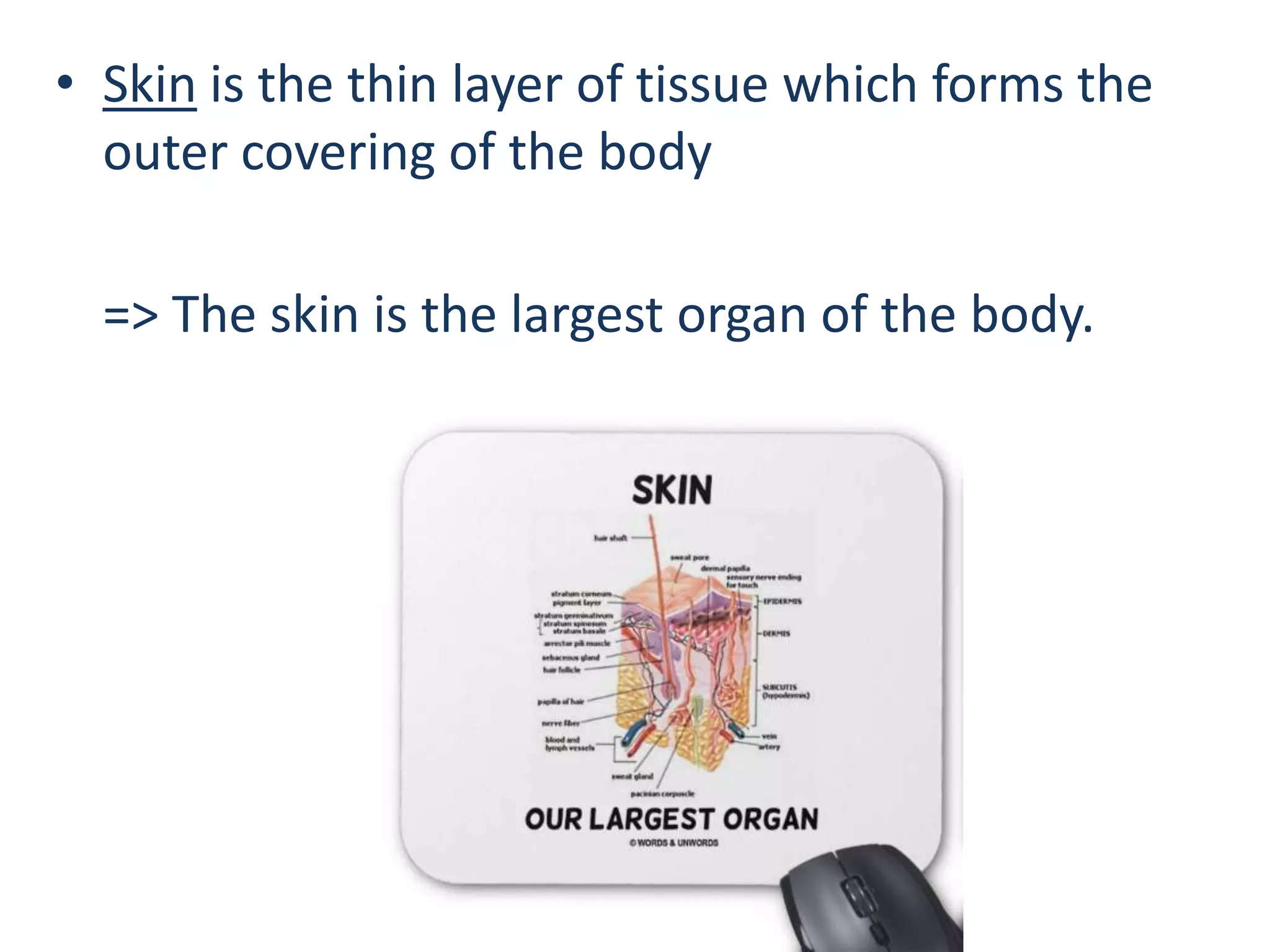 Muscle sand skin | PPT