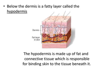 Muscle sand skin | PPT