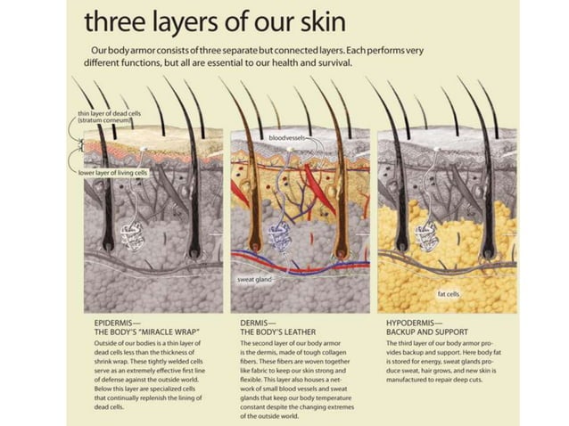 Muscle sand skin | PPT