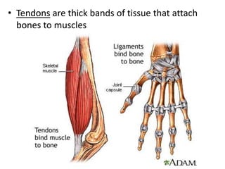Muscle sand skin | PPT