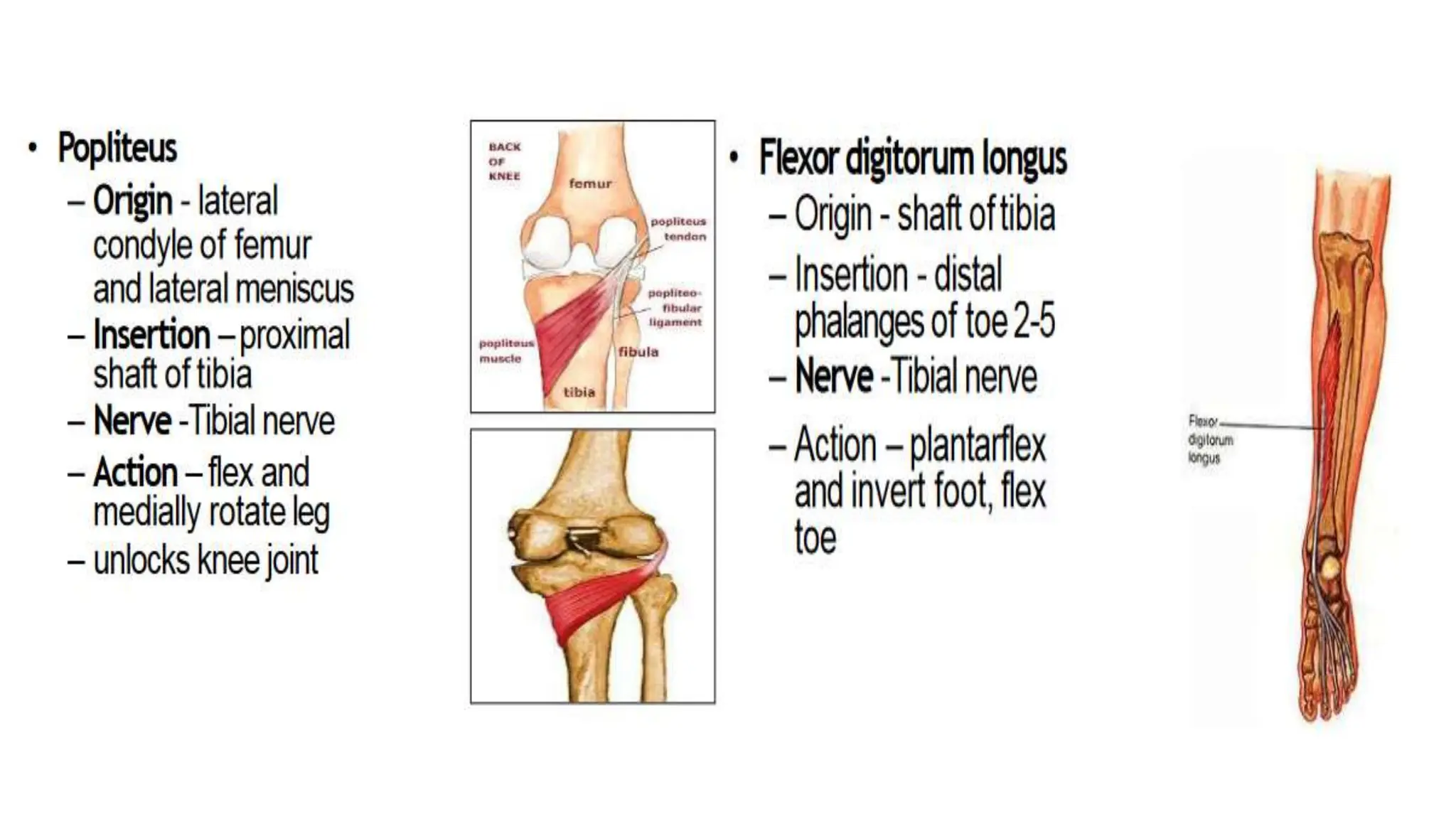 MUSCLES AND THEIR COMPARTMENTS IN THE LEG -Frank.pptx