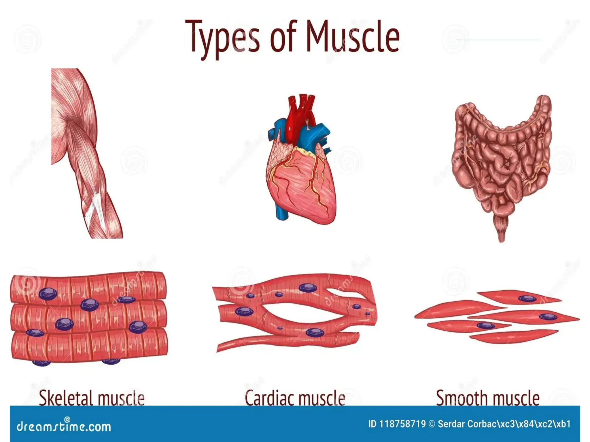 Muscles and Their different Types in human body | PPTX