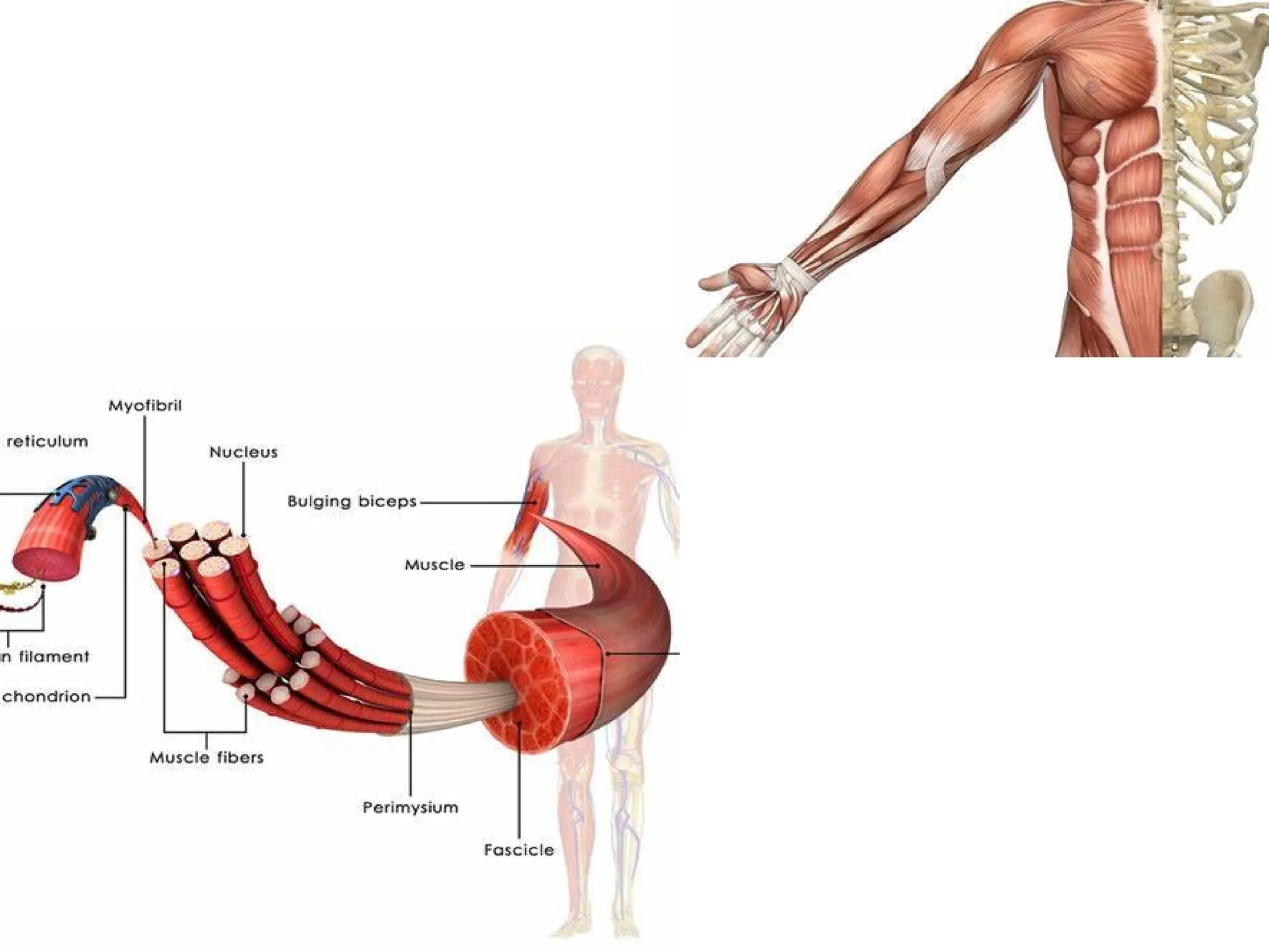 Muscles and Their different Types in human body | PPTX