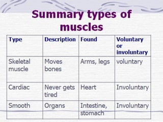 Muscles and Their different Types in human body | PPTX