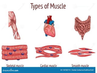 Muscles and Their different Types in human body | PPTX