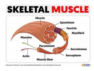 Muscles and Their different Types in human body | PPTX