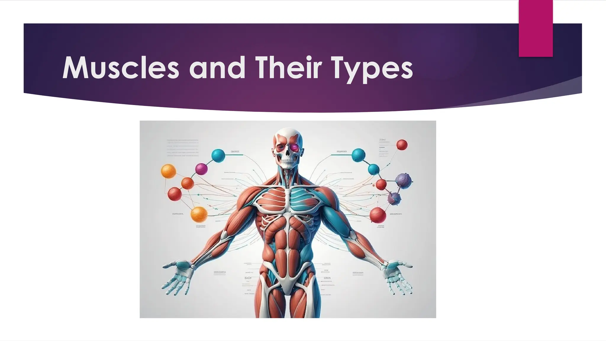 muscles and types and its chatlracteristics | PPT
