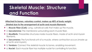 muscles and types and its chatlracteristics | PPT