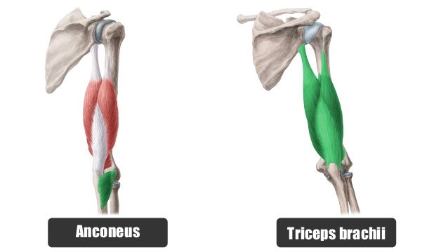 Muscles of the Arm | anatomy Kenhub