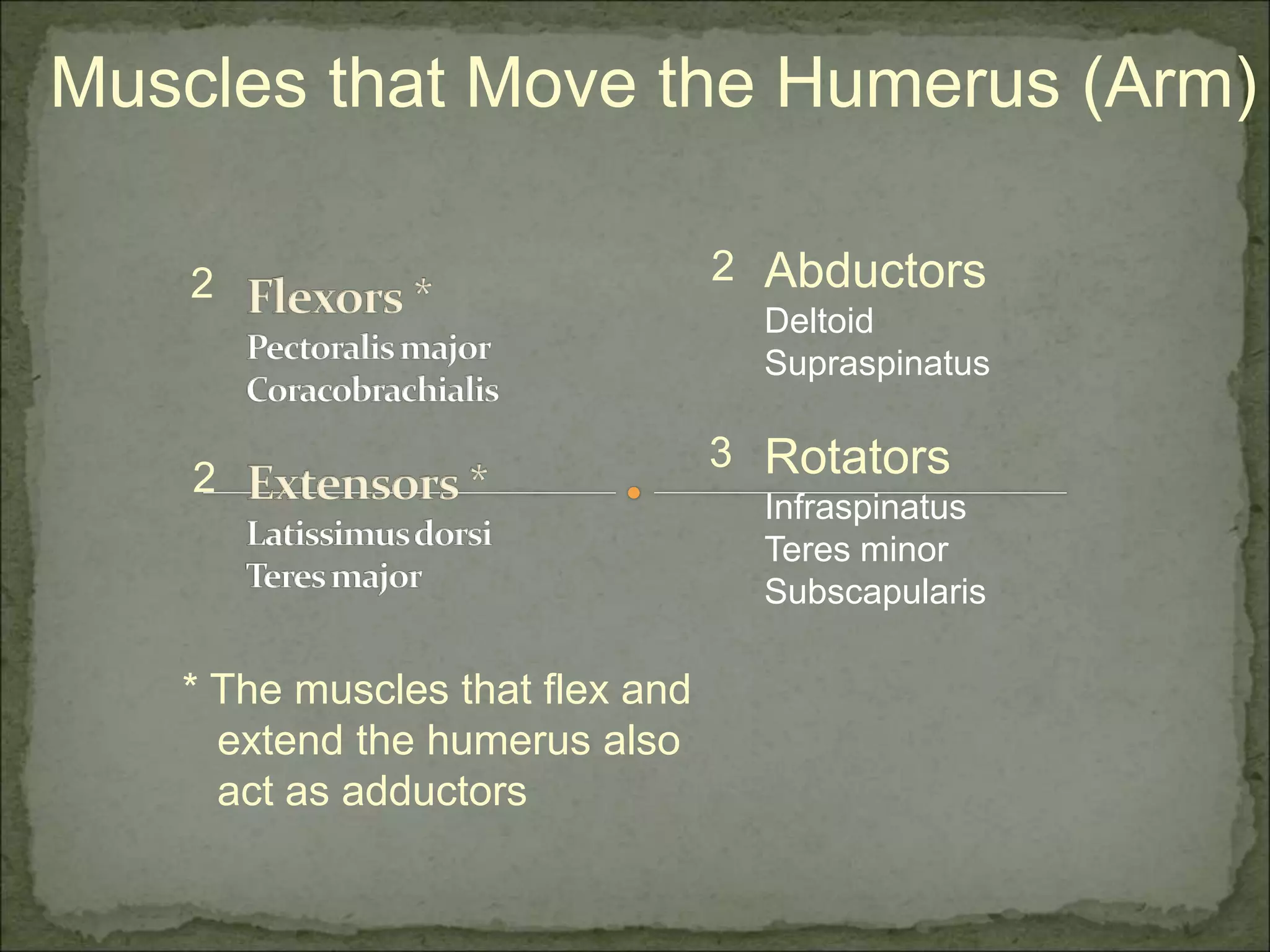 Muscles Arm.ppt