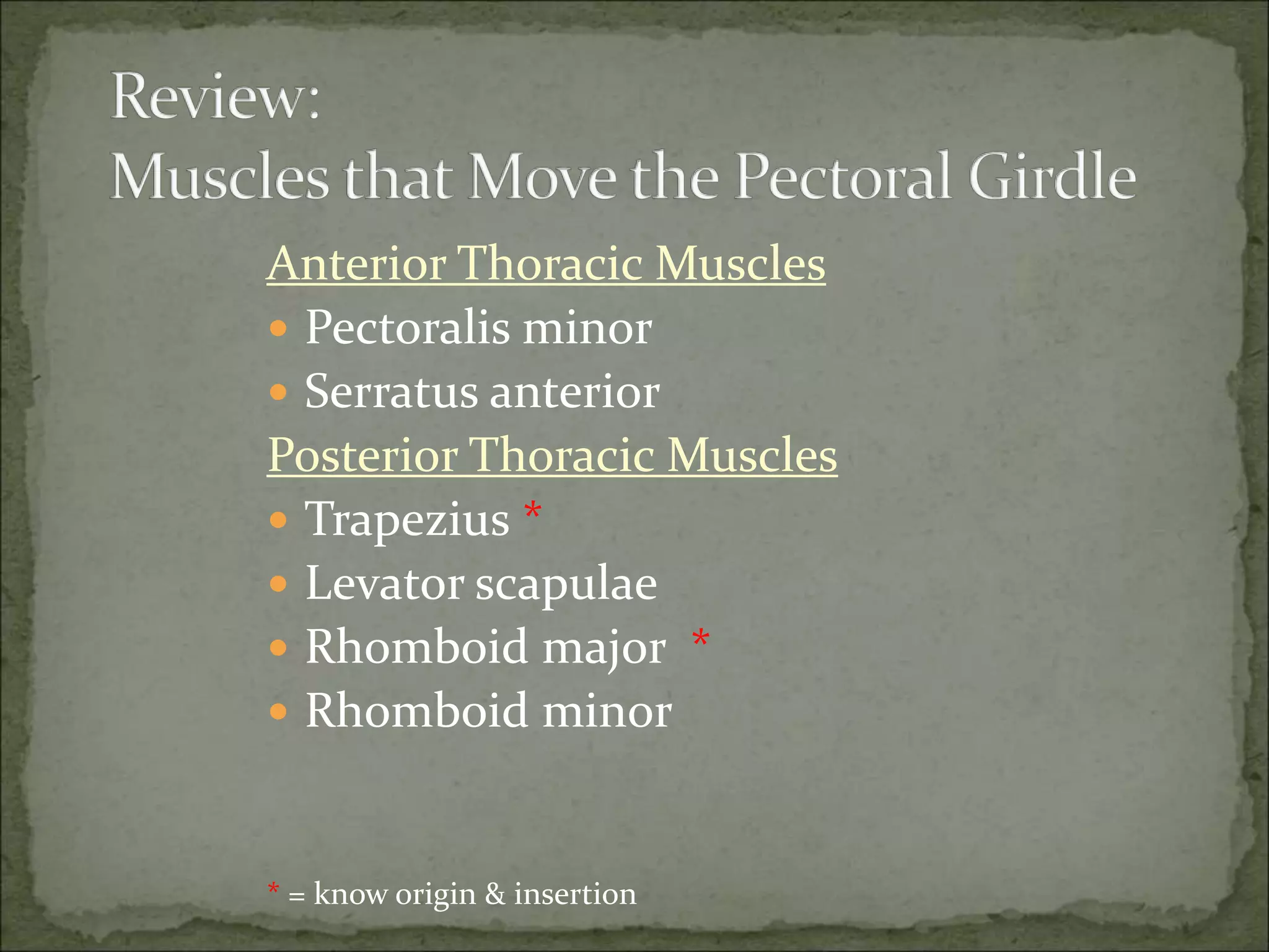 Muscles Arm.ppt