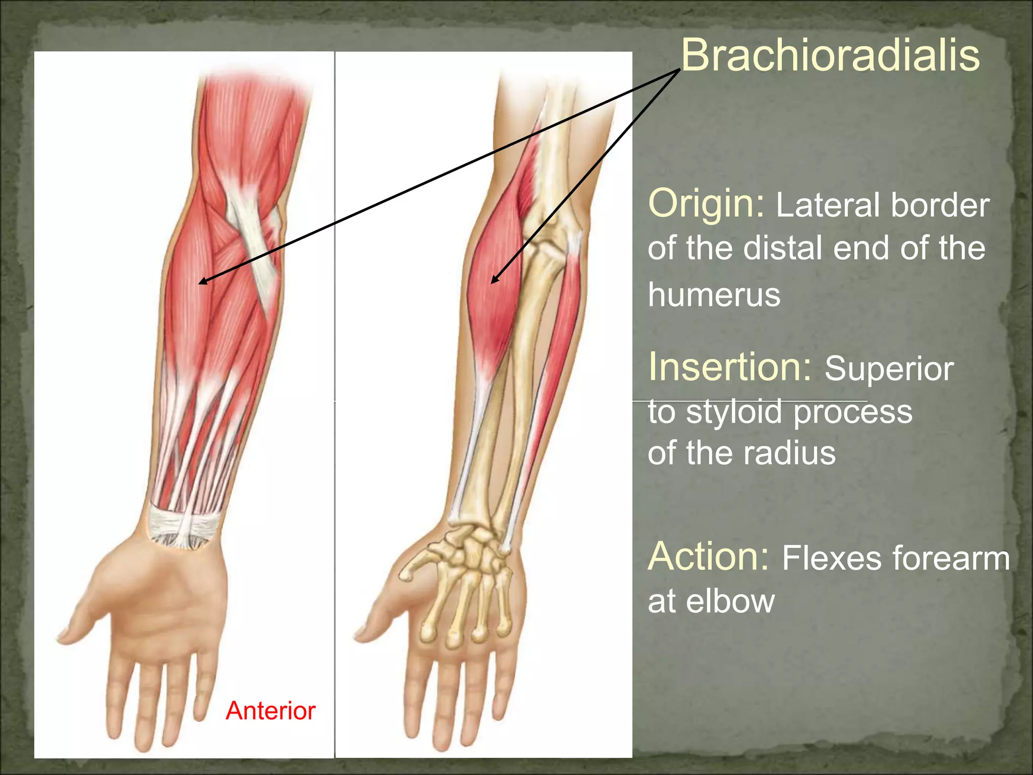 Muscles Arm.ppt