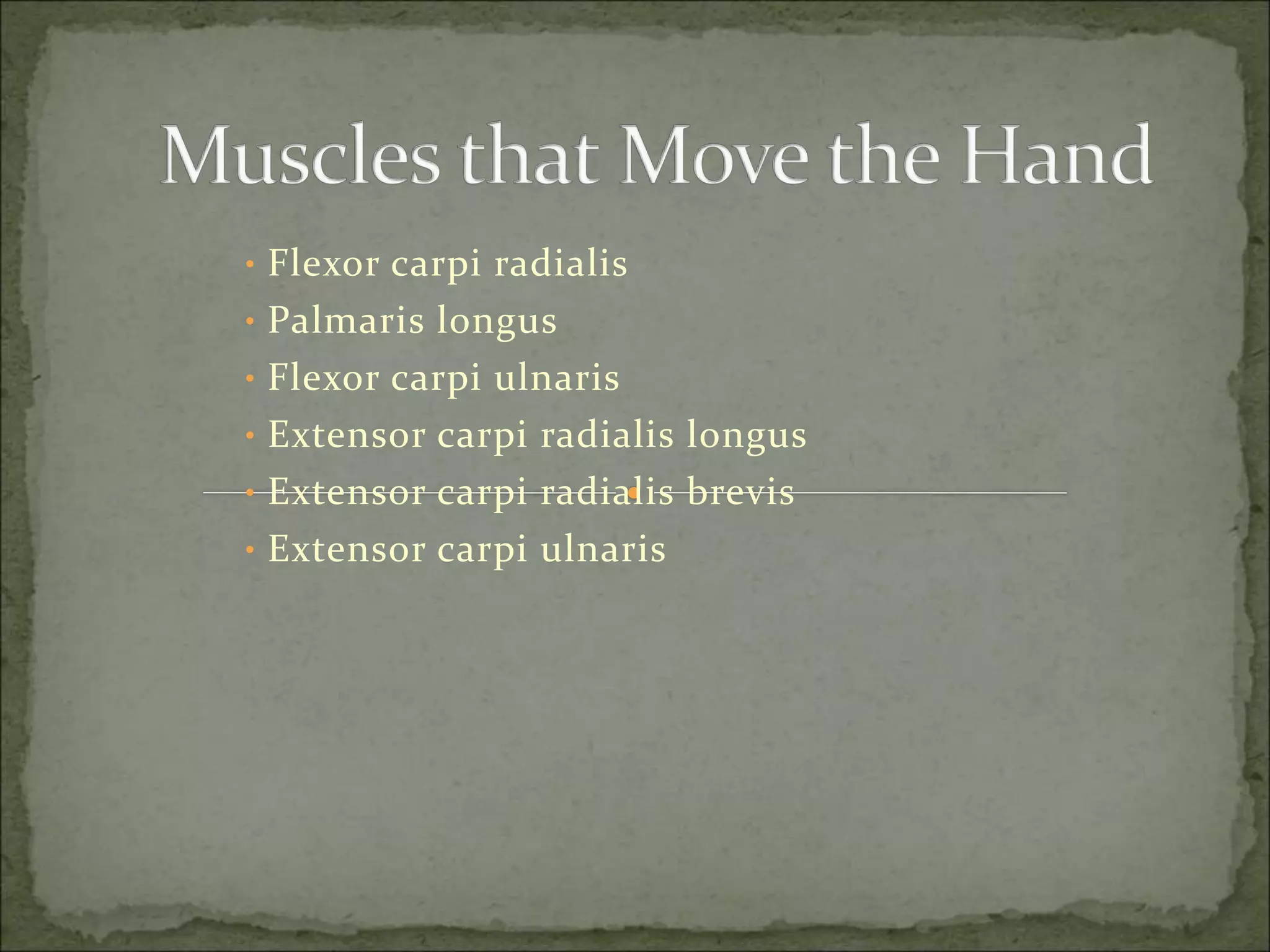 Muscles Arm.ppt