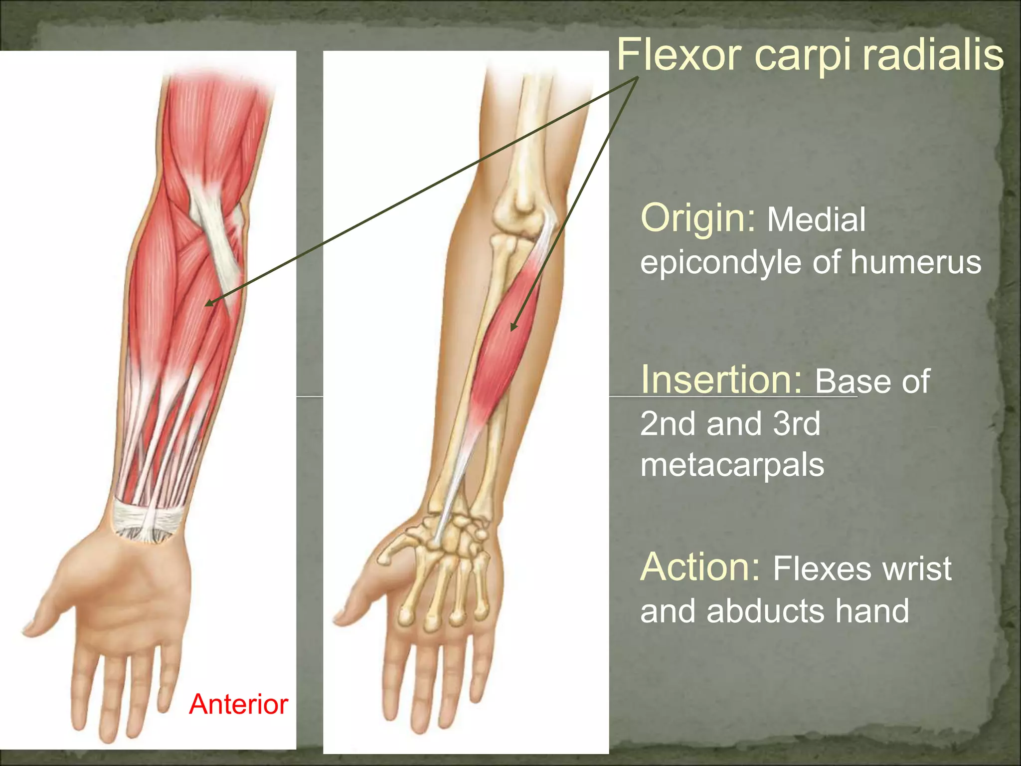 Muscles Arm.ppt