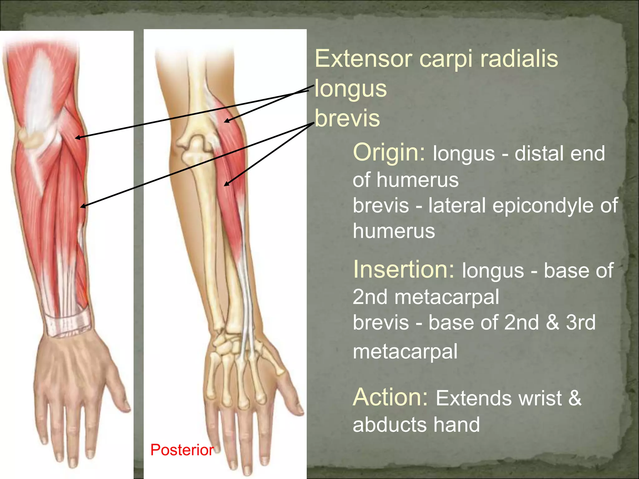 Muscles Arm.ppt